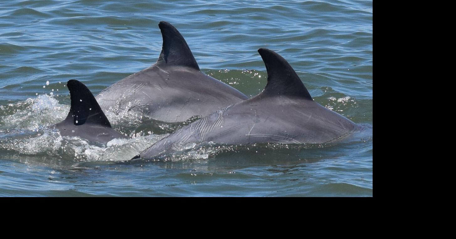 MERR Institute to host Annual Dolphin Count July 20 | News | coasttv.com