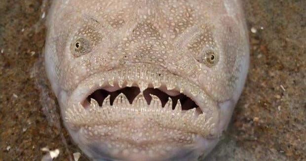 Scary-Looking, Strange Fish Found in Area Sand | | coasttv.com