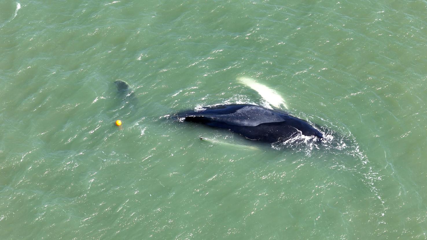 UPDATE: Dead whale stuck on sandbar, agencies assess options for next ...