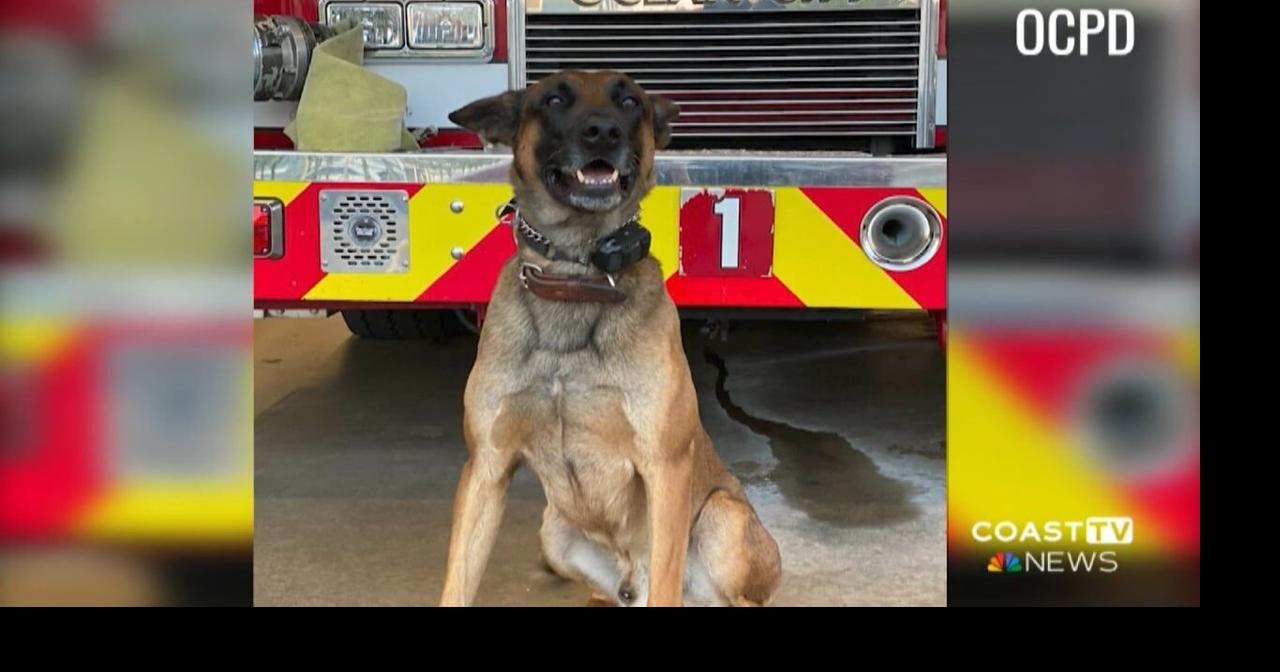 Remembering K-9 Smoke | News | coasttv.com