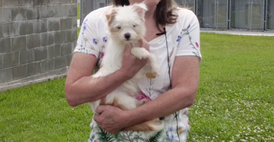 Adoption held for 12 dogs rescued from SUV | News | coasttv.com