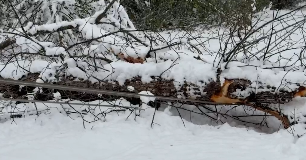 Blizzard downs trees, power lines, and slows life to a crawl on the ...