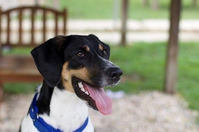 WRDE Pet of the Week | | coasttv.com