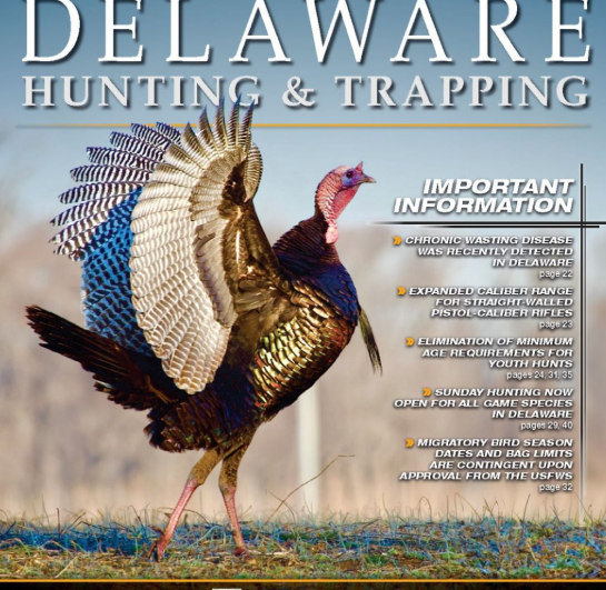 Delaware expands Sunday hunting, updates rules in 2026-27 guide | News ...