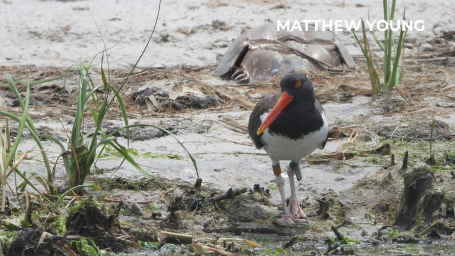 Delaware-Endangered Shorebirds | | coasttv.com