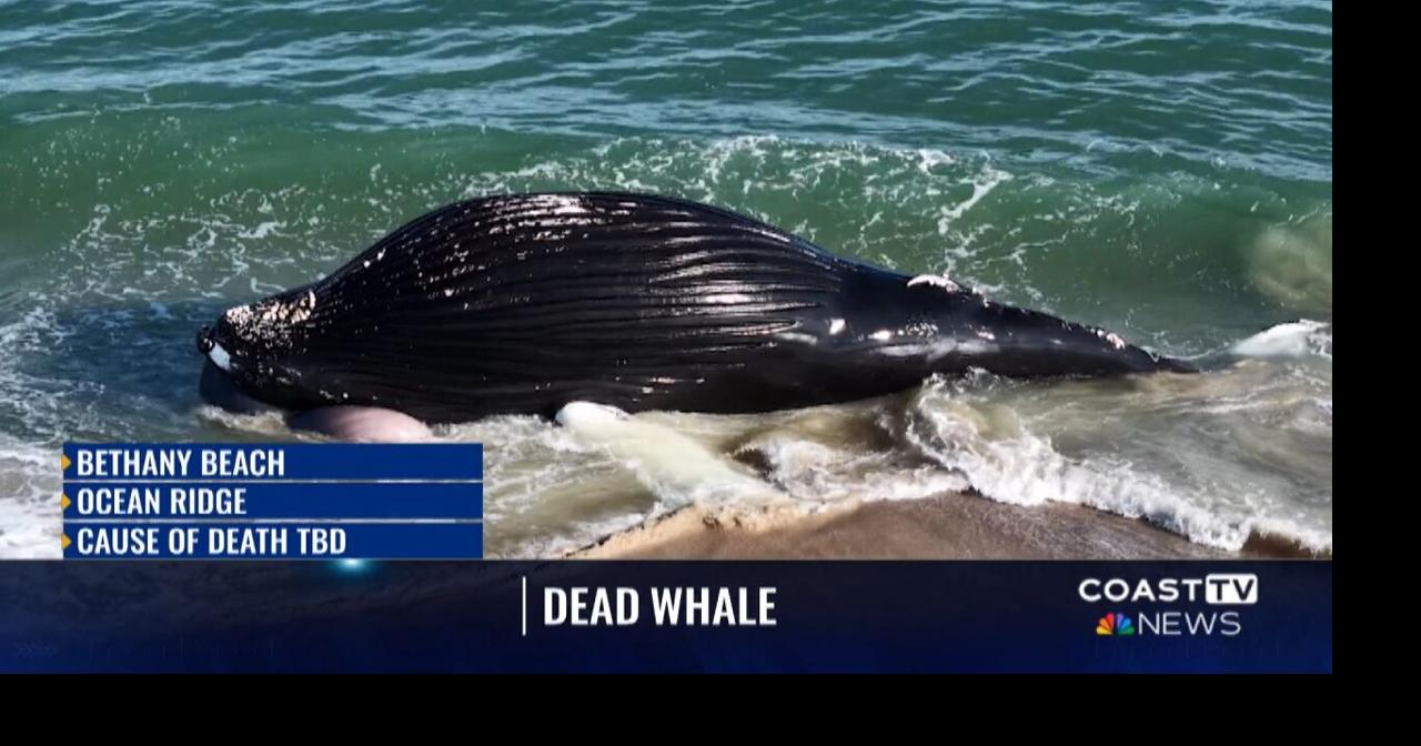 Dead whale reported off Bethany Beach | News | coasttv.com