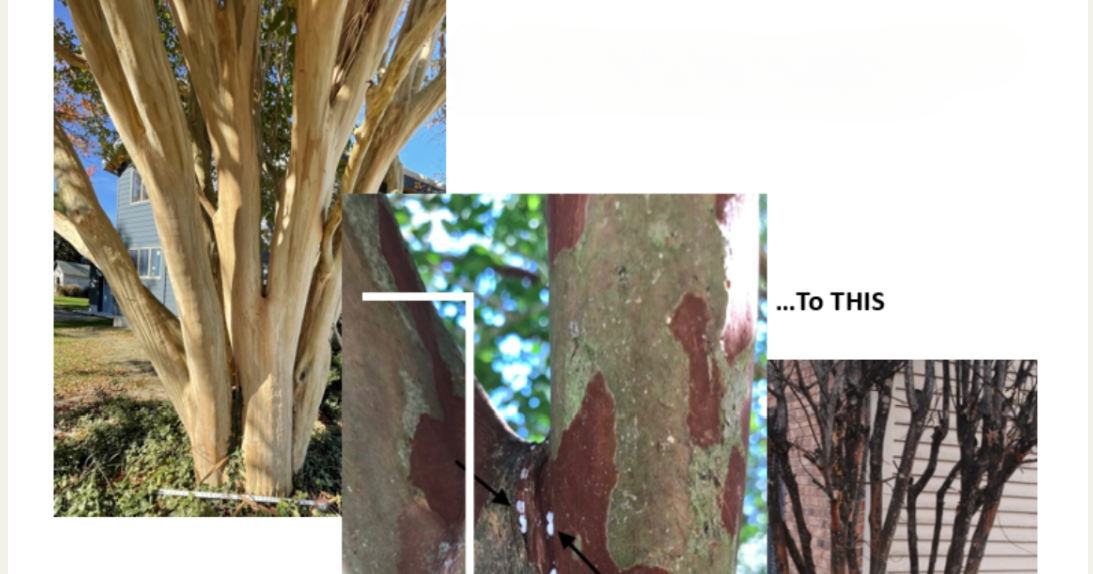 Sap-sucking insect feeding on Rehoboth crape myrtle trees | News ...