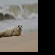 Another young seal pup rescued along the Coast by MERR Institute | News ...