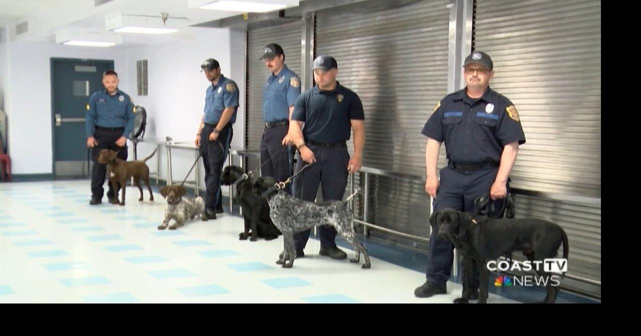 New Training for K-9 Recruits | News | coasttv.com
