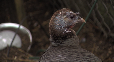 Mandatory Turkey Hunting Classes to be offered in Delaware | News ...