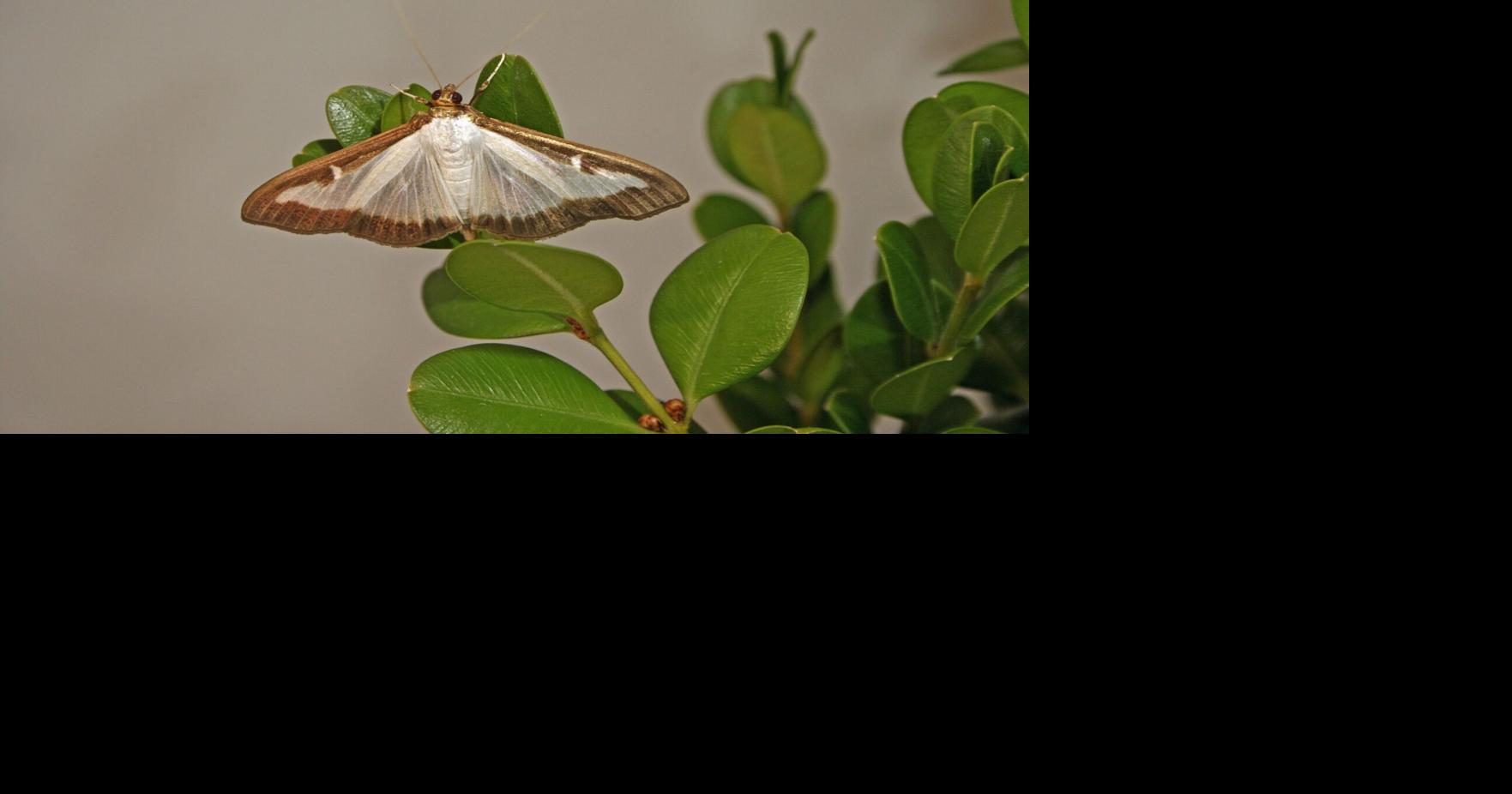 Box tree moth confirmed in New Castle County, threatening local ...