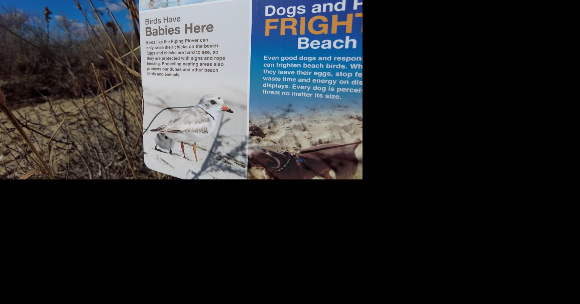 Piping Plovers Numbers Make Some Progress | News | coasttv.com