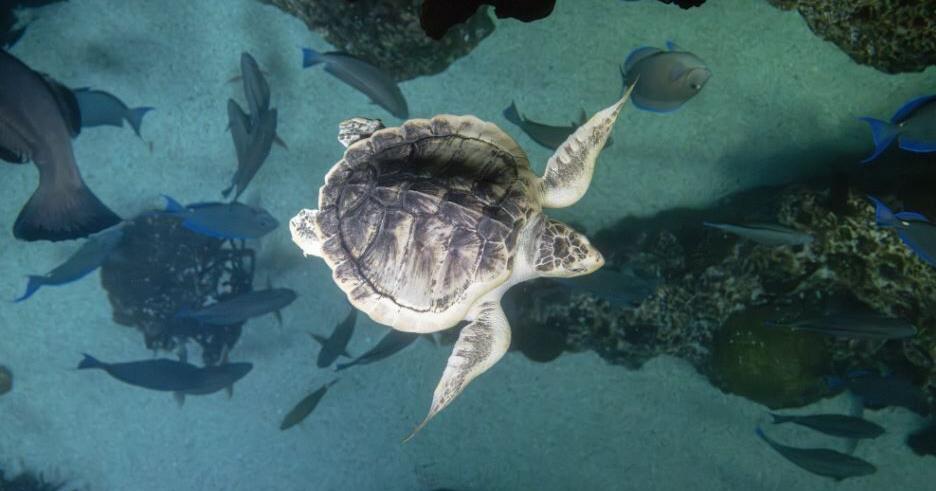 Fenwick Sea Turtle becomes main attraction at National Aquarium | News ...