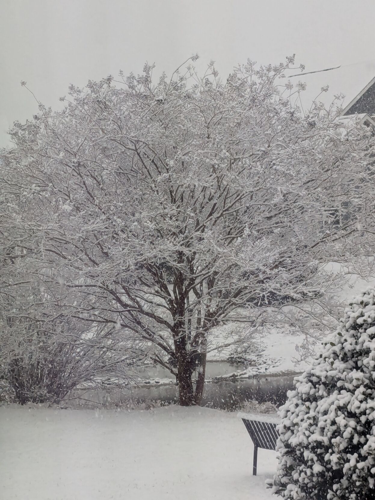 February Snowfall on Delmarva 2025 | News | coasttv.com