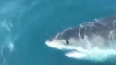 After Recent Sightings, Experts Say There is No Need to Worry About ...