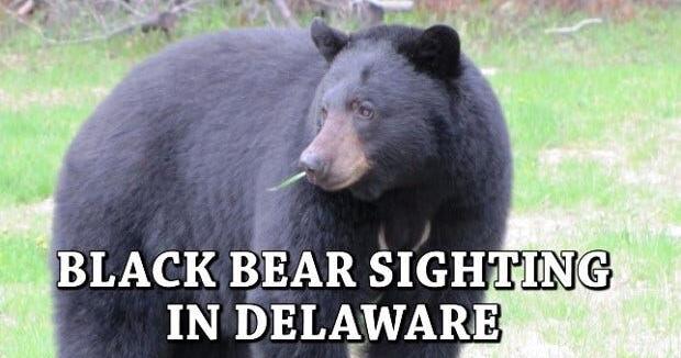 Bear Sightings in Northern Delaware | | coasttv.com