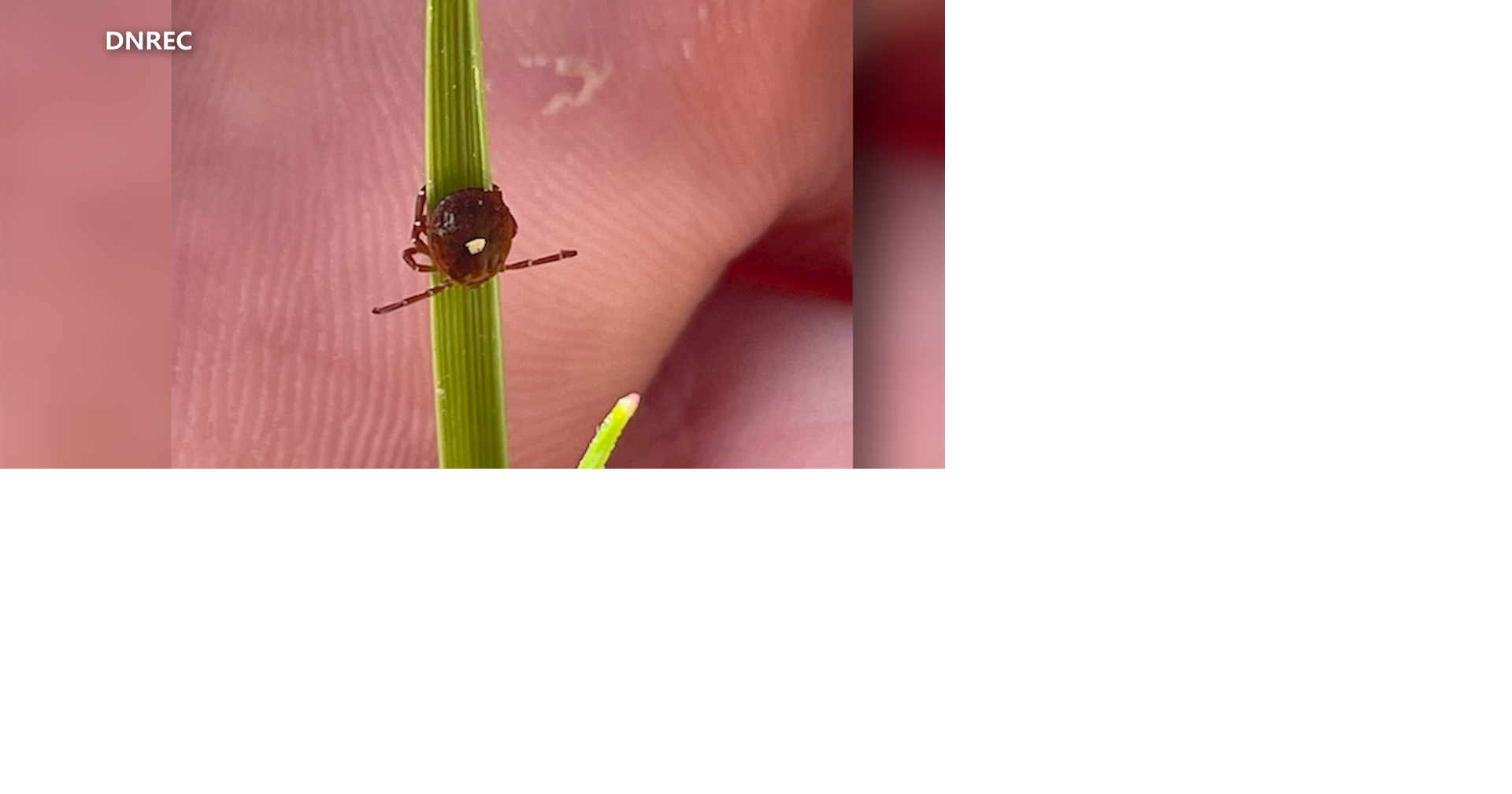 Rise in Tick Activity in Delaware: How to Stay Safe | News | coasttv.com