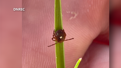 Rise in Tick Activity in Delaware: How to Stay Safe | News | coasttv.com