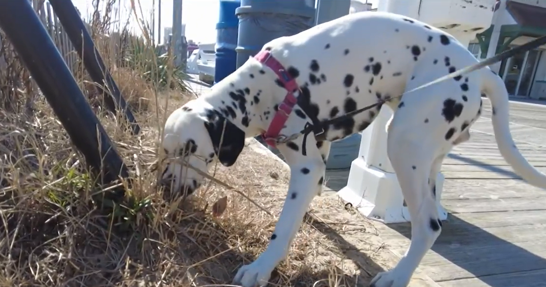 Committee Discusses Charging Fee for Dogs on Rehoboth Beach, Enforcing ...