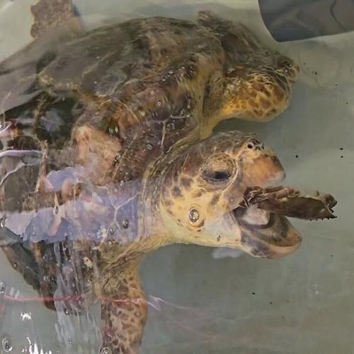 Rescued sea turtles make inspiring recoveries | News | coasttv.com