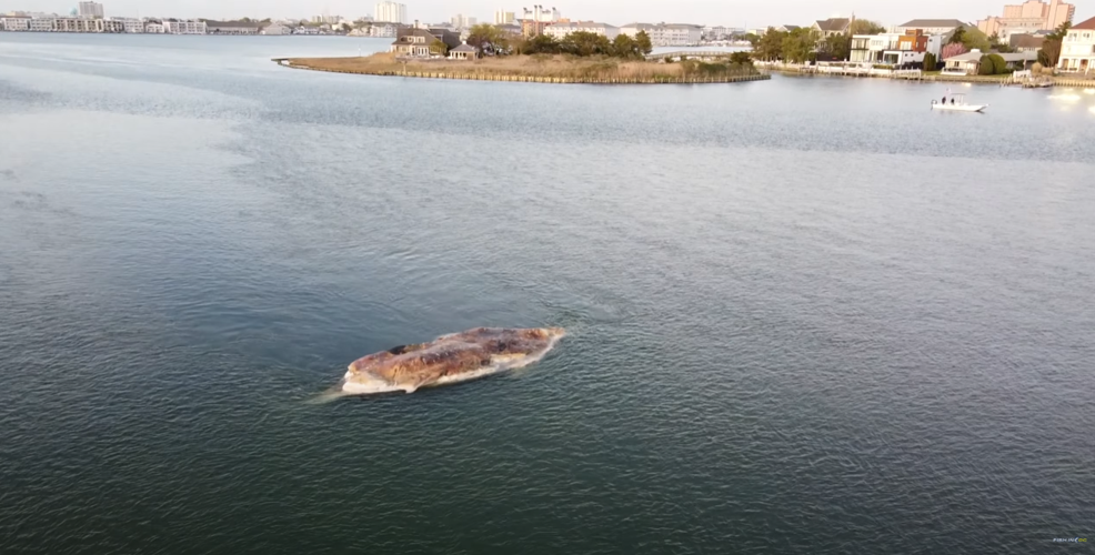 Decomposed whale found in the back bay of Ocean City | News | coasttv.com