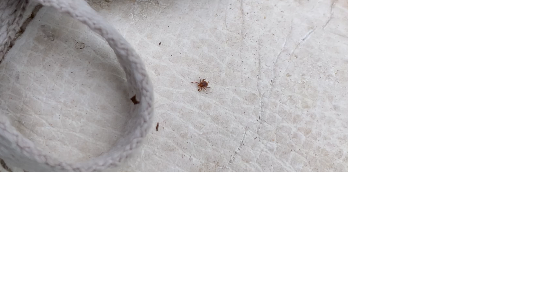 Tick Awareness Month: How to stay safe when getting outside in Delaware ...