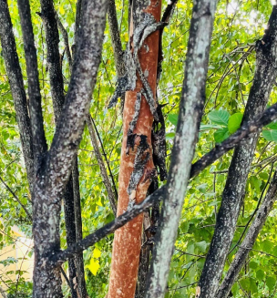 UPDATE: Rehoboth Beach battling Crape Myrtle Bark Scale infestation | News | coasttv.com
