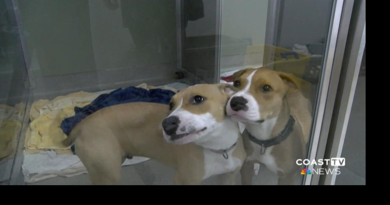 Animal abuse bill | News | coasttv.com