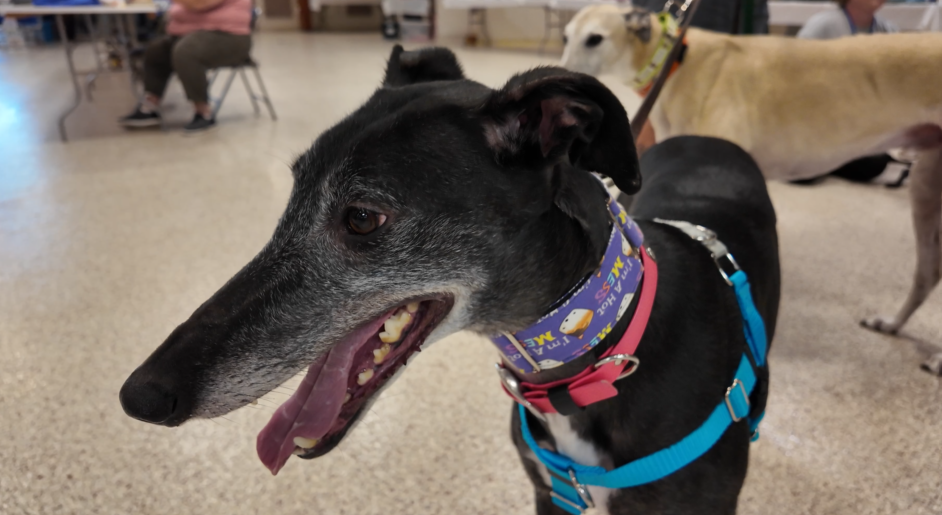 The Ties that Bind Us: From the racetrack to the couch finding ...