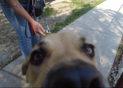 The Brandywine Valley SPCA wants their Barbies and Kens to find their ...