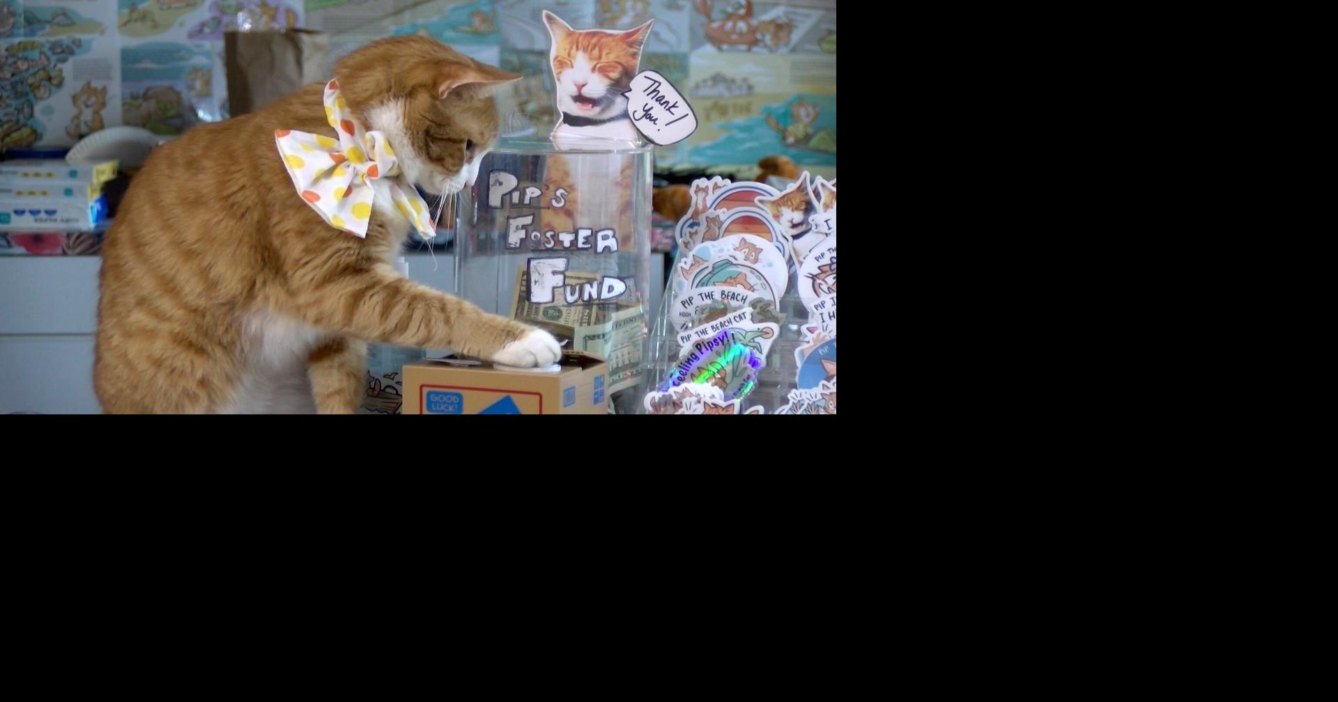 Pip The Beach Cat's Kitten Emporium Opens in Ocean Pines | Maryland ...