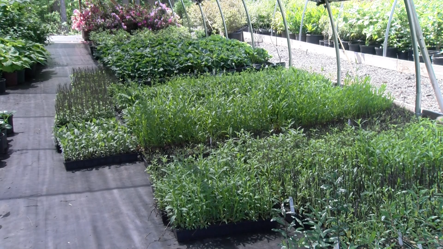 Volunteers needed for Stockley Center native wildflower planting event ...