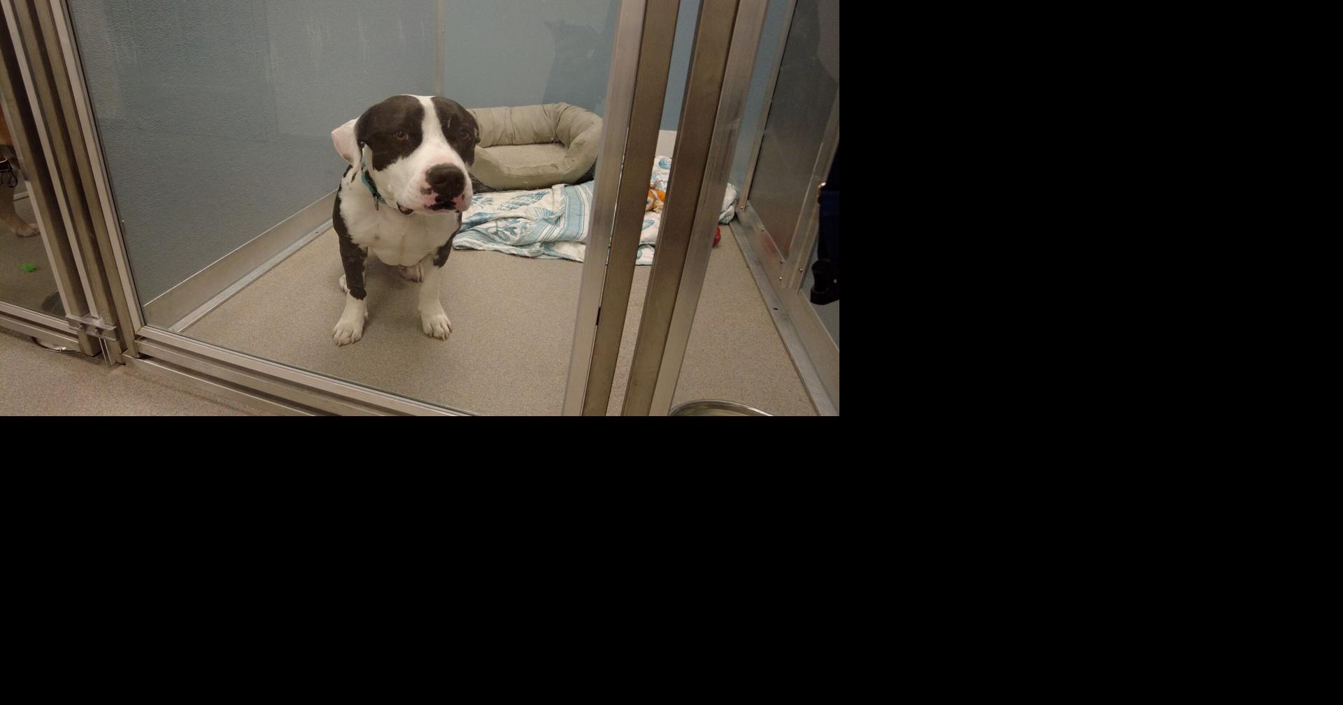 DHA and Delaware SPCA Addressing The Lack of Affordable Pet Healthcare ...