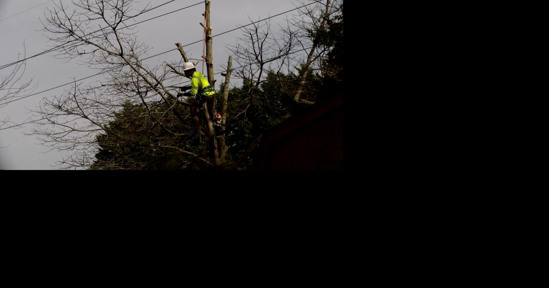 Tree removal in Hunters Mill creates compromise for some neighbors and ...