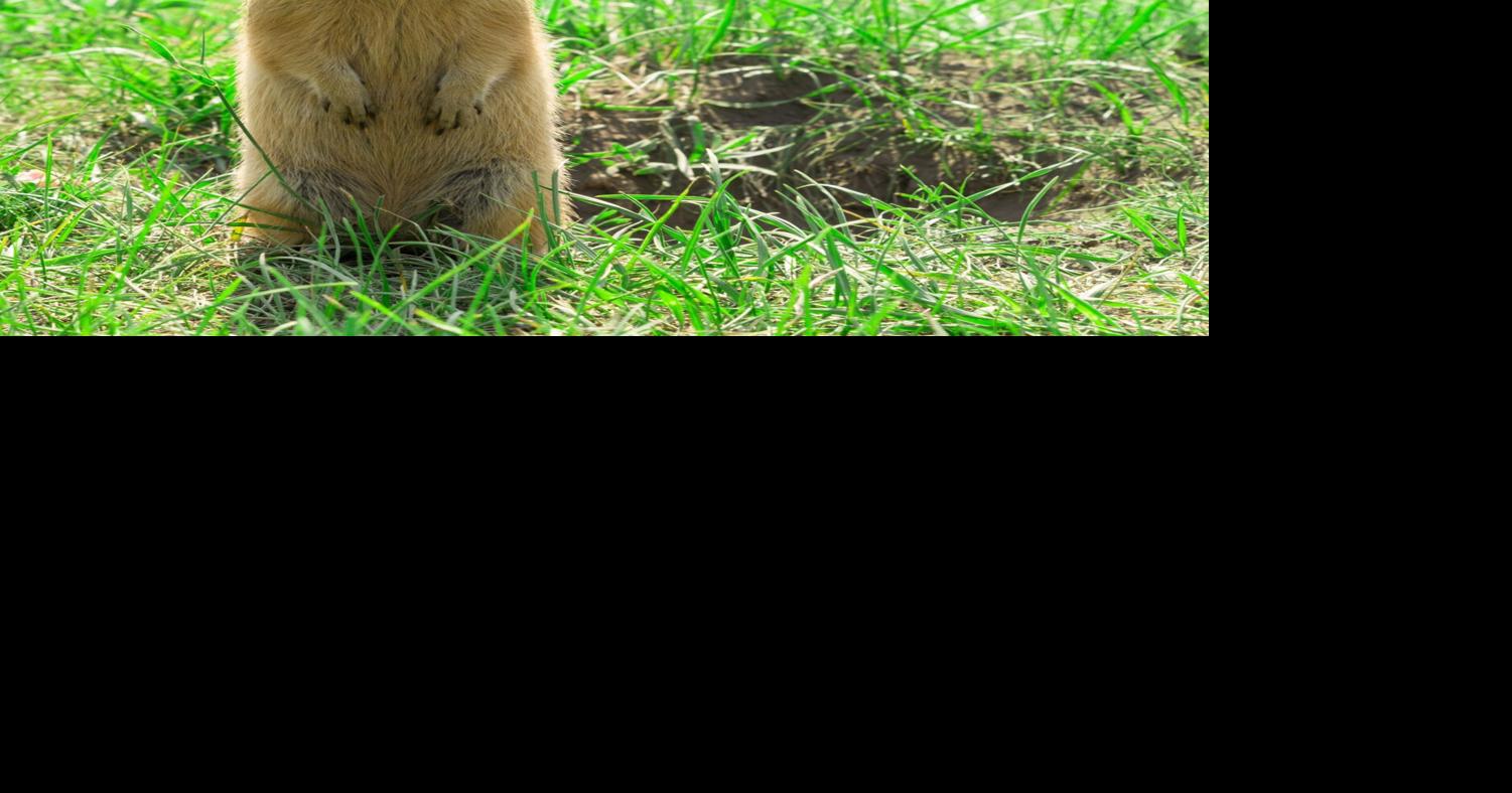 Potentially rabid groundhog: first rabies case of 2023 in Delaware ...