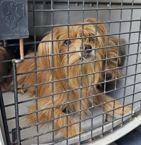 35 small breed dogs, including three puppies, rescued from abandoned ...