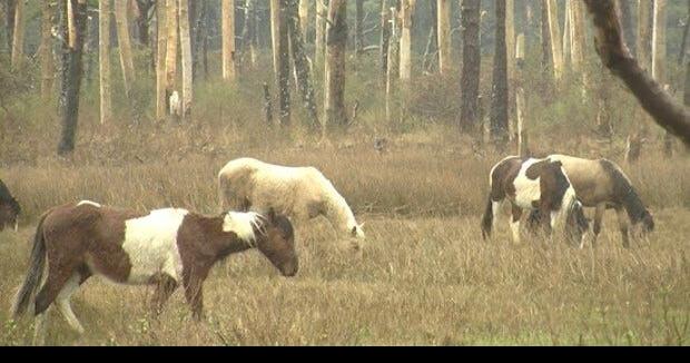 Chincoteague ponies test positive for swamp cancer | News | coasttv.com