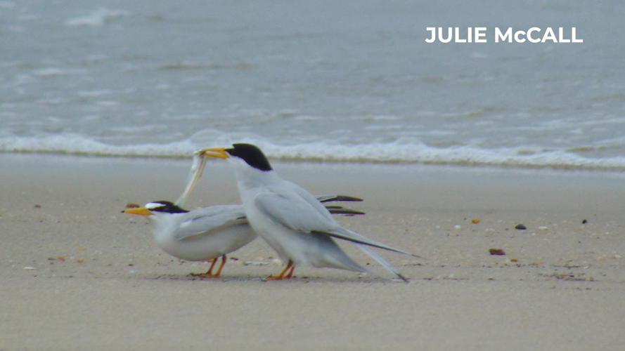 Delaware-Endangered Shorebirds | | coasttv.com