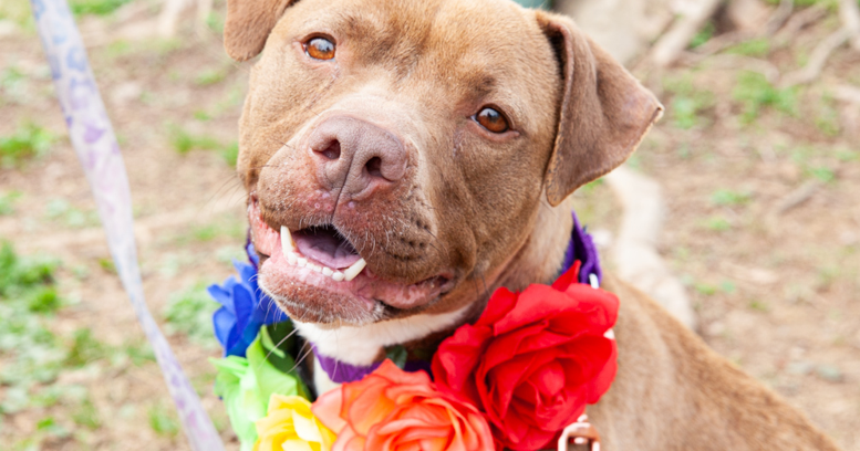 Brandywine Valley SPCA launches 'Petals and Paws' spring adoption ...
