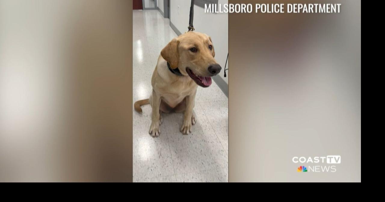 Millsboro police's newest 'Bandit' is stealing hearts and will help ...