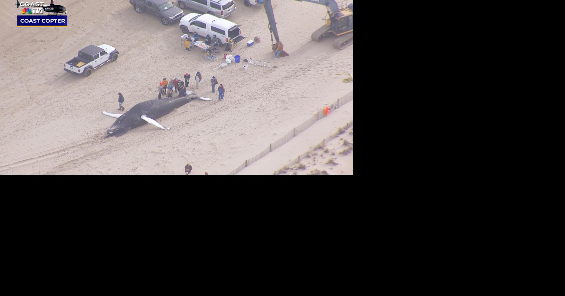 UPDATE: MERR crews determine humpback whale nicknamed 'Oil Change ...