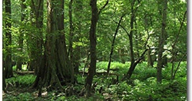 Pocomoke State Forest is expanding | | coasttv.com