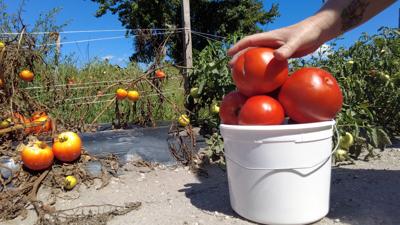 Surplus of Tomatoes in Sussex County | News | coasttv.com