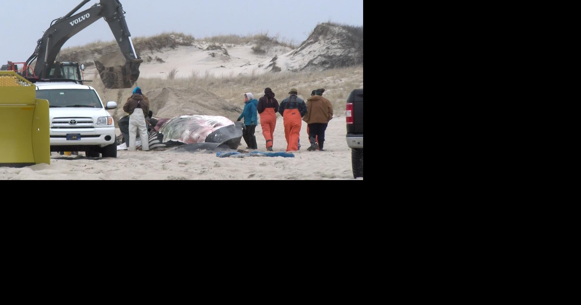 Humpback whale buried at Delaware Seashore State Park after washing ...