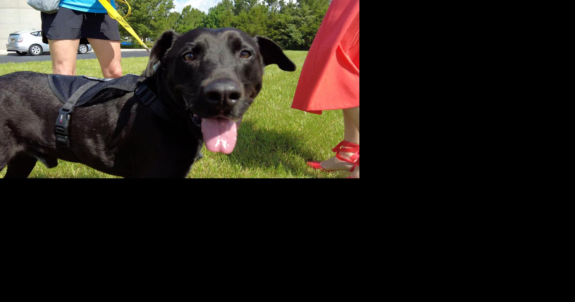 Pet of the Week 6/10/22: Michael of DHA | Features | coasttv.com