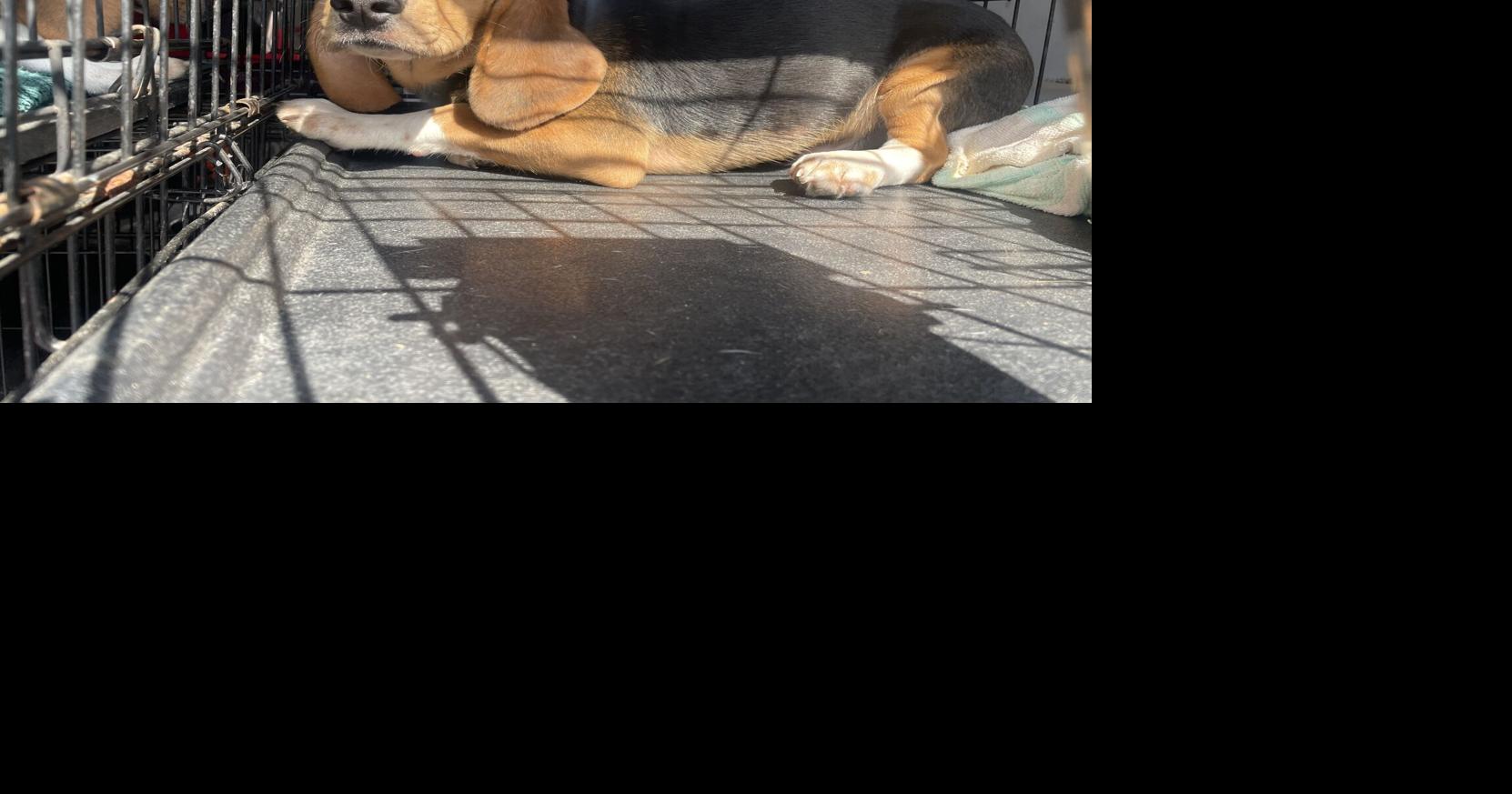 Brandywine Valley SPCA Receives Second Group of Beagles Rescued from ...