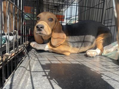 Brandywine Valley SPCA Receives Second Group of Beagles Rescued from ...