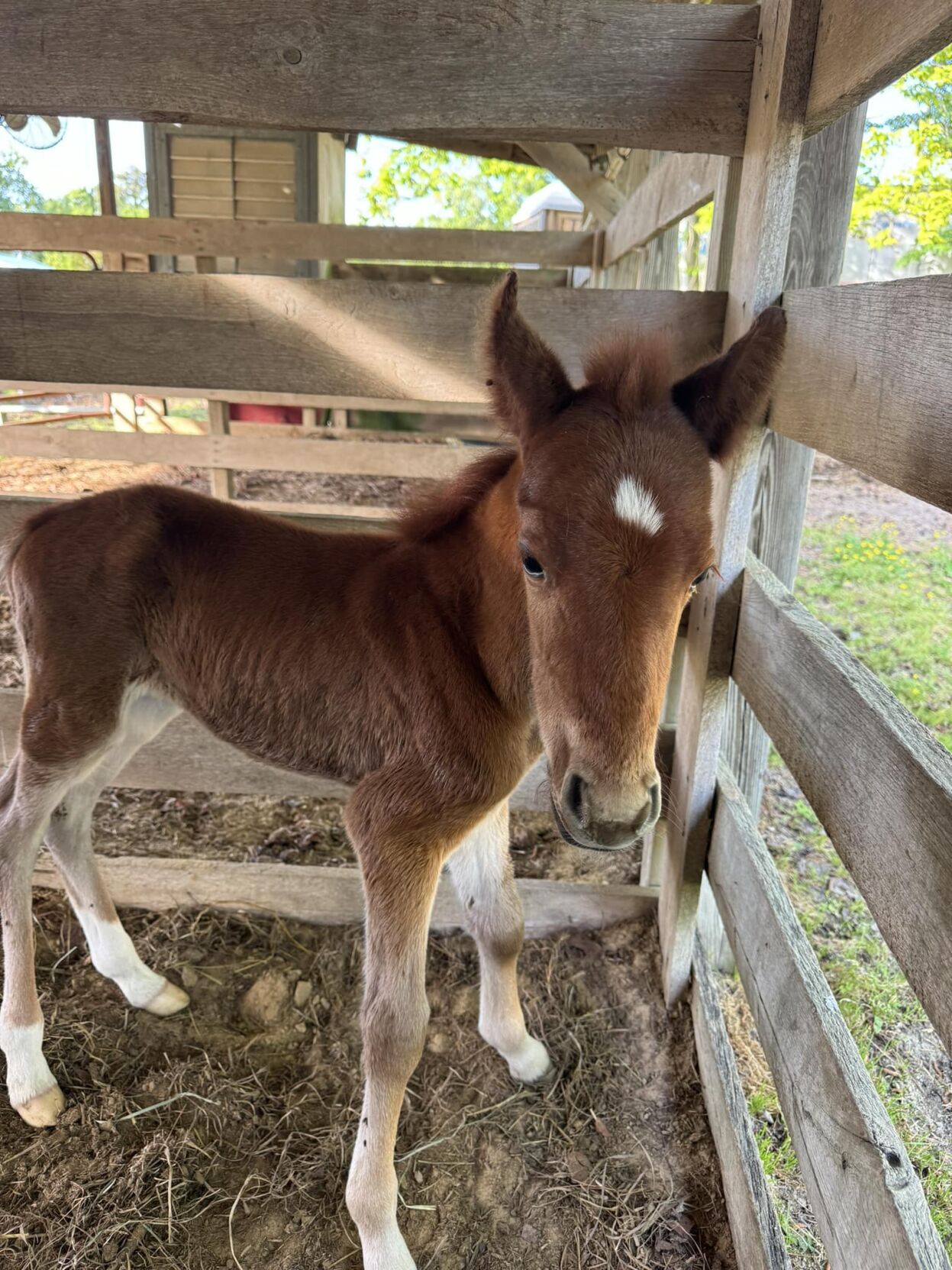 Two foal deaths reported during foaling season on Chincoteague Island ...