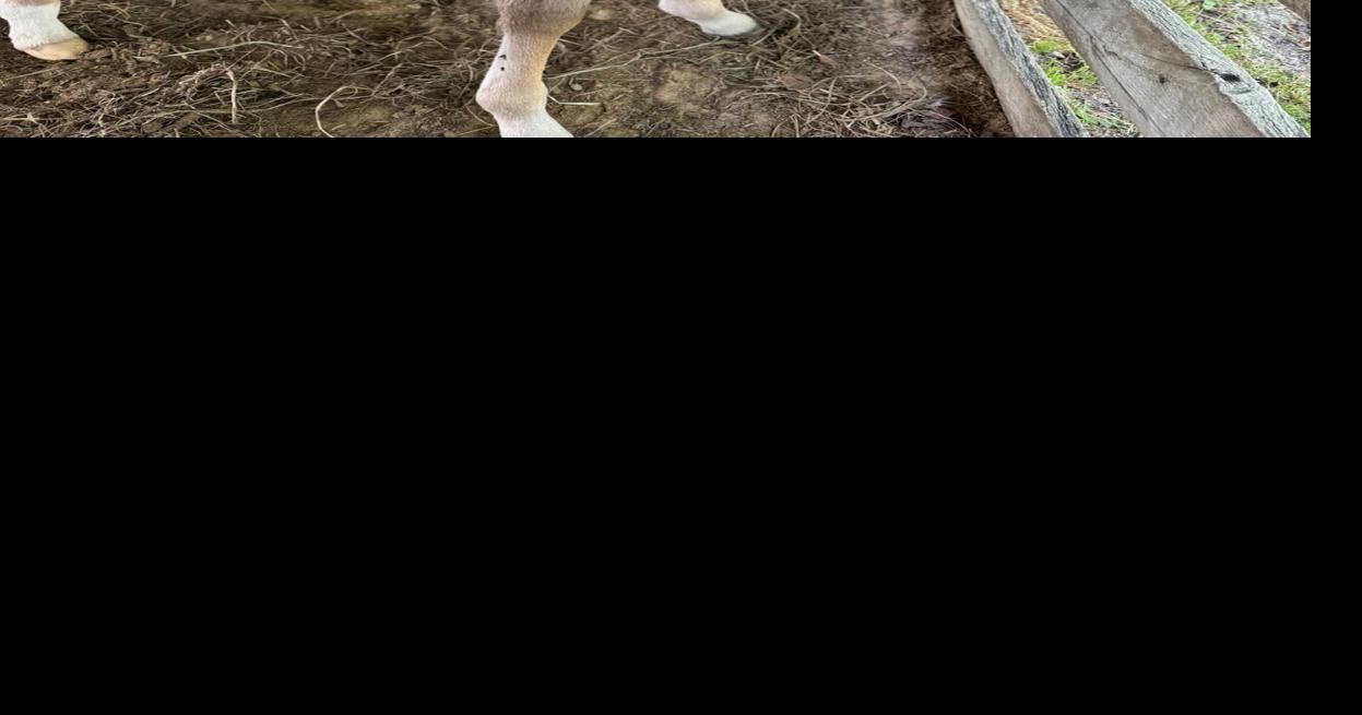 Two foal deaths reported during foaling season on Chincoteague Island ...