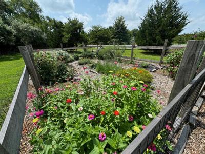 Lewes pollinator gardening workshop in full bloom | News | coasttv.com